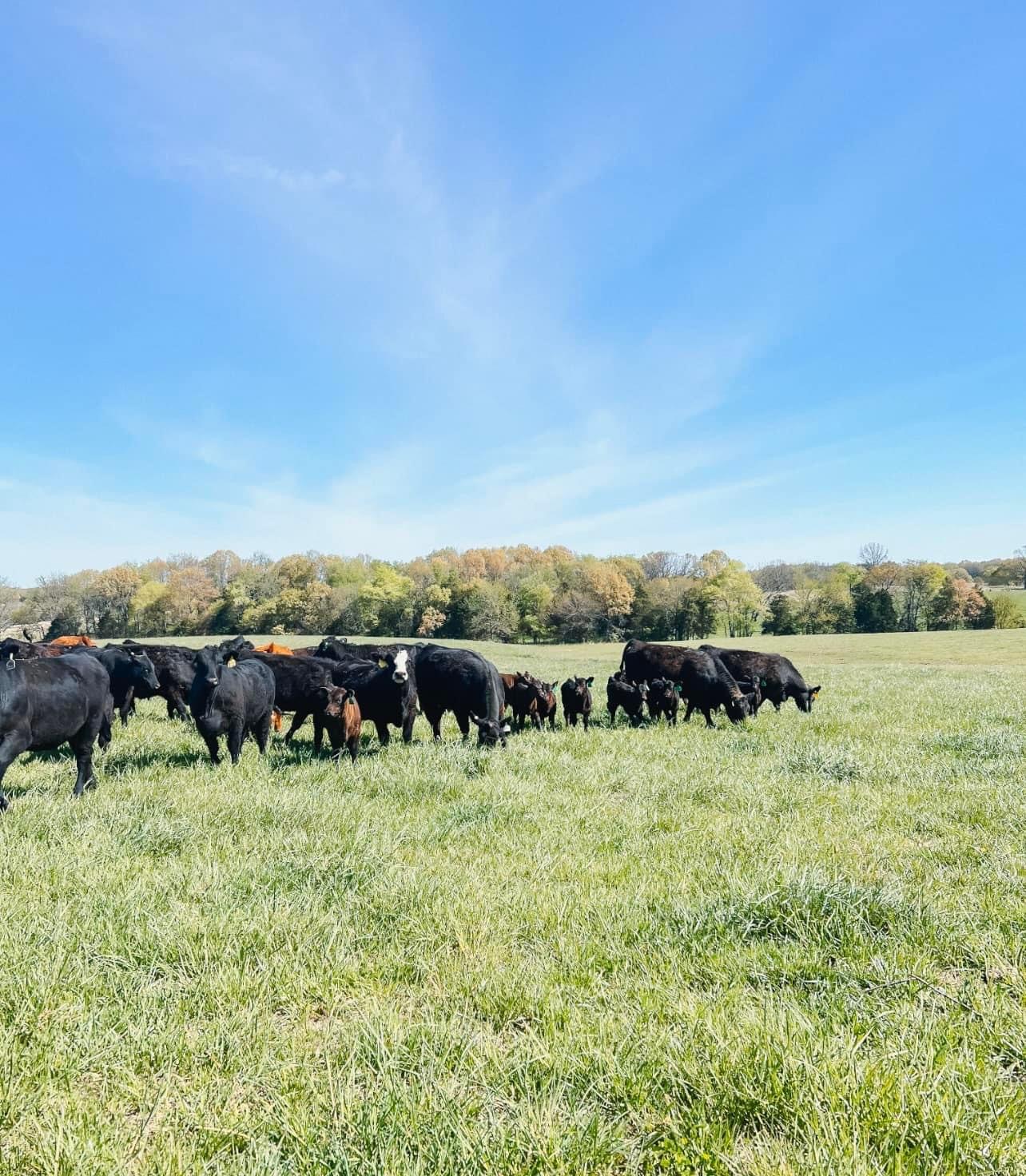 Ted Cunningham: Representing the Beef Industry Through Progressive ...